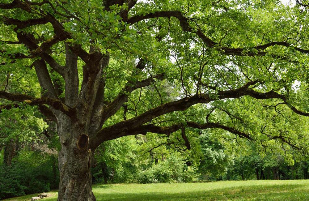 Landscaping Ideas For Large Oak Tree How To Successfully Grow Oak