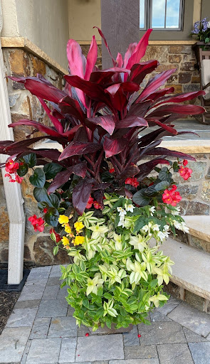 Creating a Tropical Container - Pleasant View Gardens